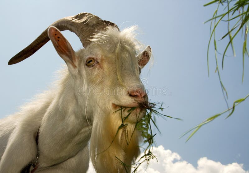 White Goat Picture. Image: 5924315
