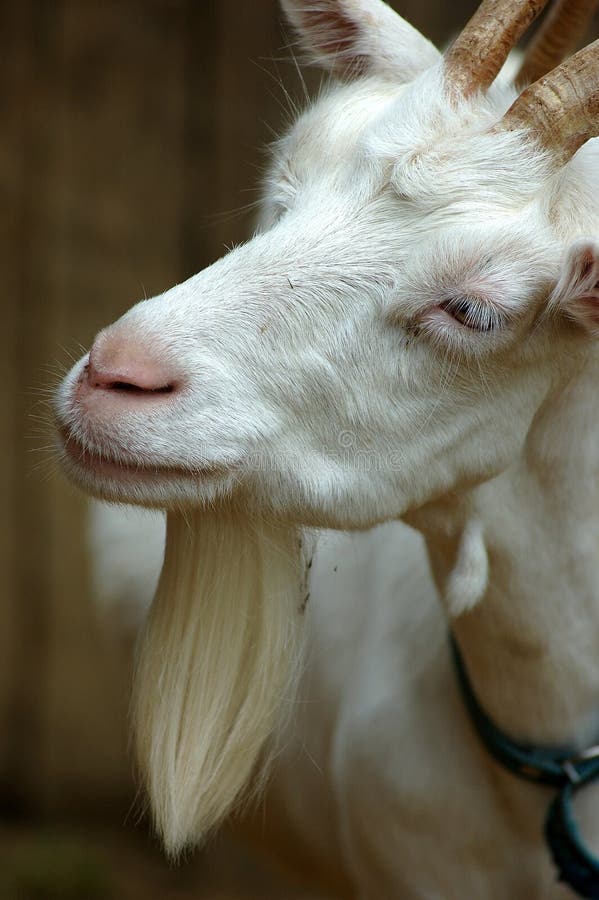 White goat stock image. Image of hairy, capricorn, domestic - 5960819