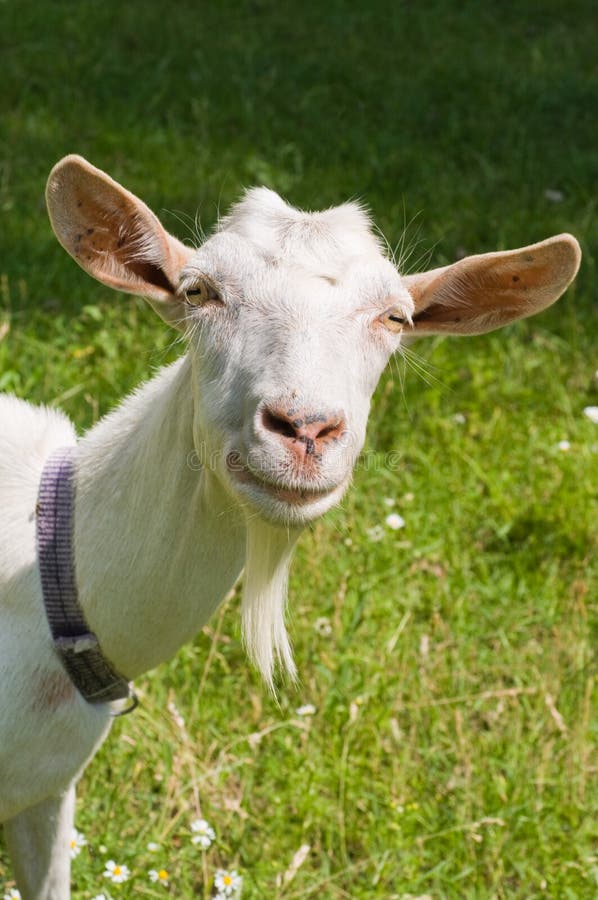White goat. stock image. Image of grass, cheese, artiodactyl - 7004823