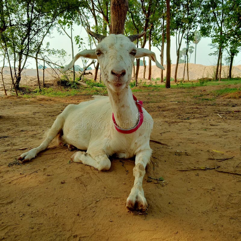 White goat stock image. Image of sand, green, white - 154037311