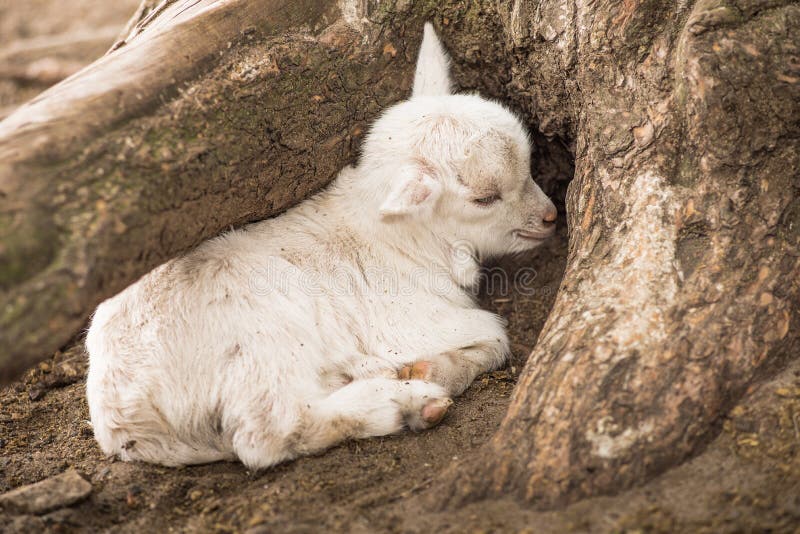 White Goat Baby is Curled Up Hiding Under a Tree Stock Image - Image of ...