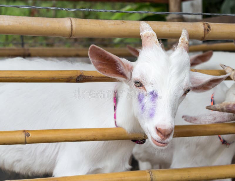 Goat Bamboo Fold Stock Photos - Free & Royalty-Free Stock Photos from ...