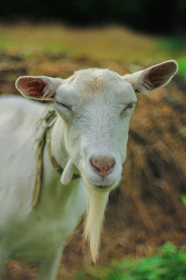 White Goat with a Beard on a Walk, Winks His Right Eye Stock Photo ...