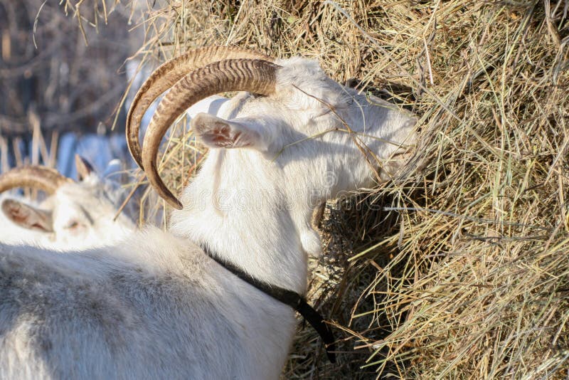 White Goat Eating Hay from the Stack Stock Image - Image of beautiful ...
