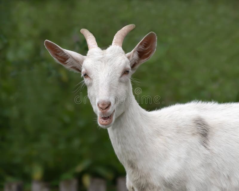 Goat Bloating Stock Photos - Free & Royalty-Free Stock Photos from ...