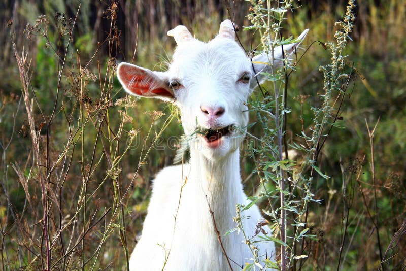White goat stock photo. Image of nature, outdoor, mammal - 68320152