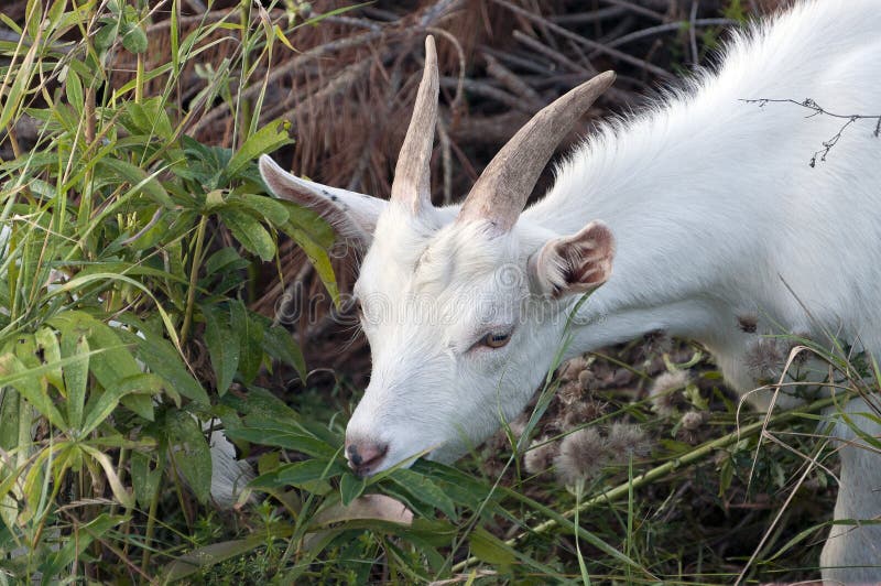 Goat Chewing Grass In The Meadow Stock Image - Image of farm, nature ...