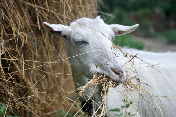 White goat chewing hay stock image. Image of farm, mammal - 16260063