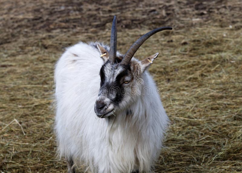 White goat chewing stock image. Image of farm, easter - 50524195