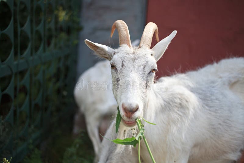 The White Goat Chews a Grass Stock Photo - Image of goat, chewing: 34205542
