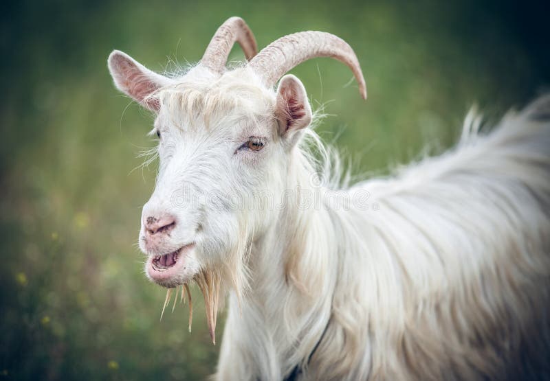 White goat stock image. Image of goat, hircus, white - 43342391