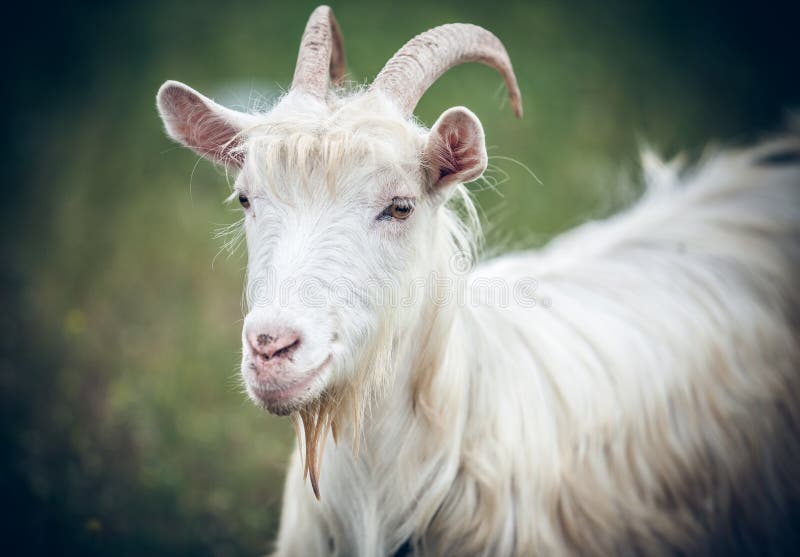 White goat stock image. Image of wild, bovid, hircus - 43342417