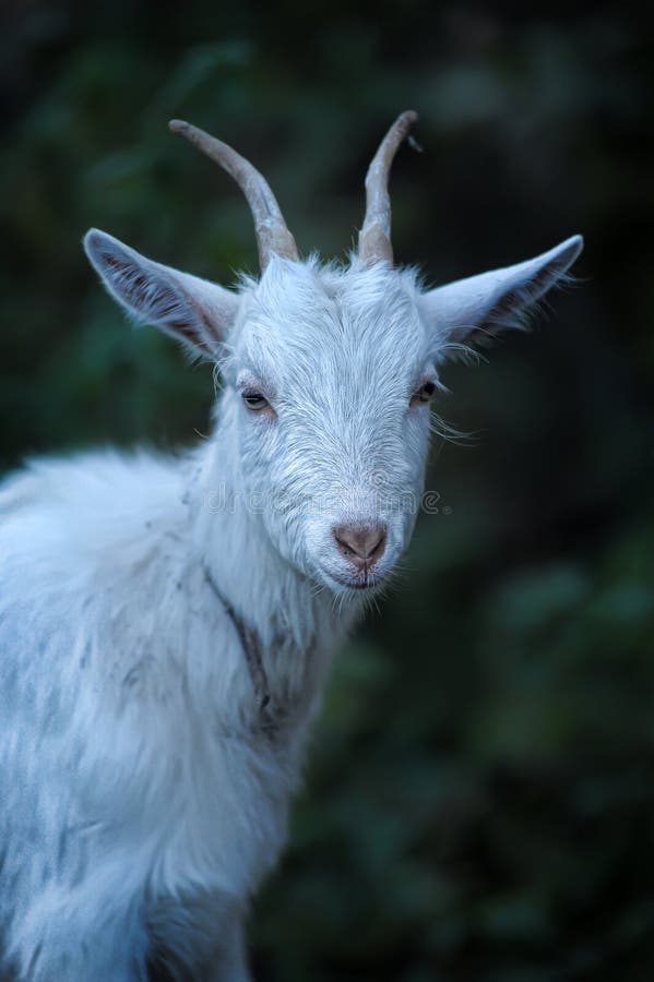 White goat stock photo. Image of paddock, tall, horns - 17096226