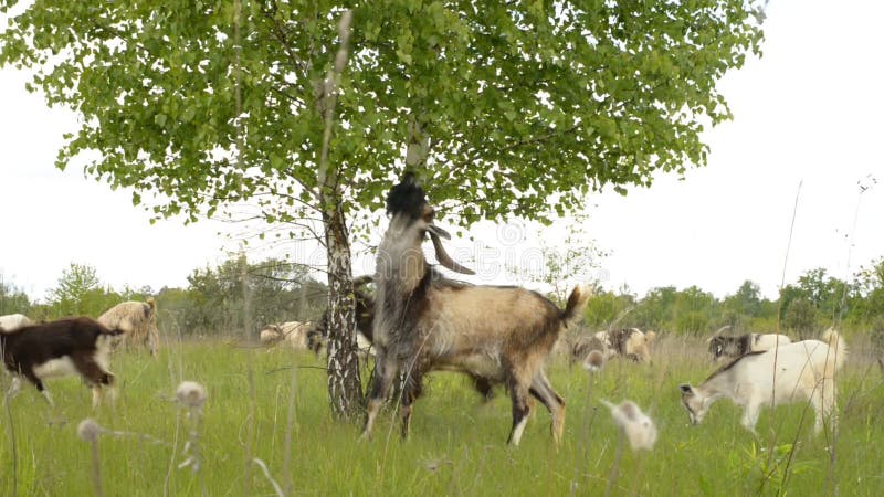 A White Goat with Dark Spots Eats Leaves from a Tree on a Summer Day ...