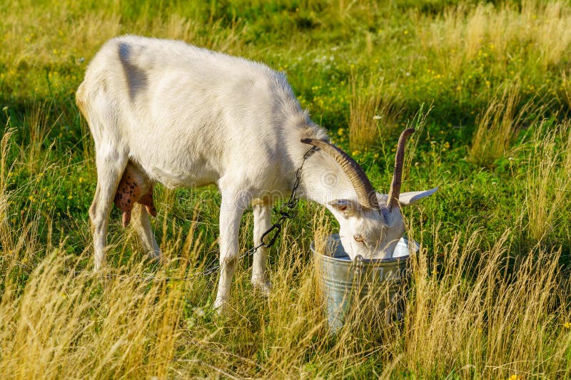 White Goat is Drinking from a Bucket in a Field Stock Photo - Image of ...