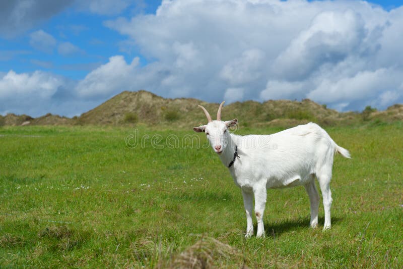 White Goat at Dutch Wadden Island Terschelling Stock Image - Image of ...