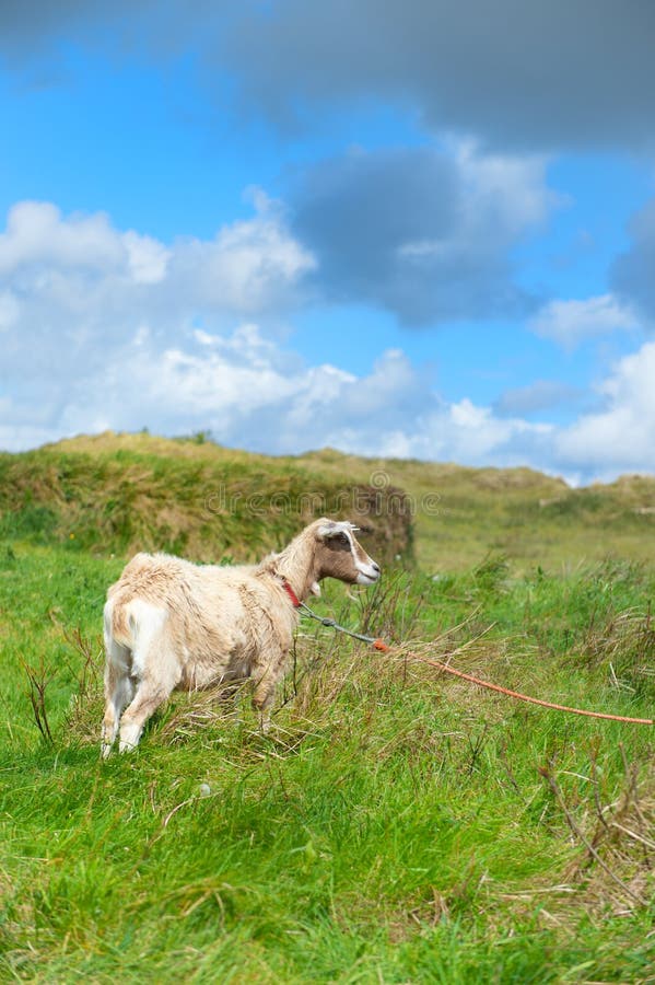 White Goat at Dutch Wadden Island Terschelling Stock Image - Image of ...