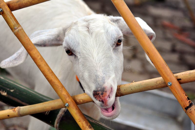 White goat eating stock photo. Image of isolated, hunt - 20349016
