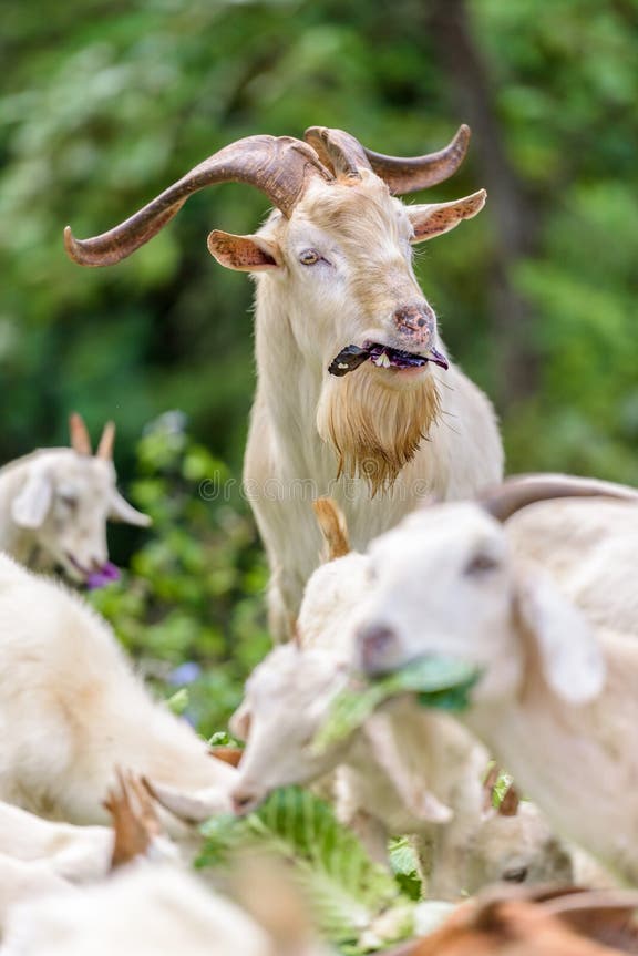 White Goat Eating a Cabbage Leaf. Stock Photo - Image of animal, fresh ...