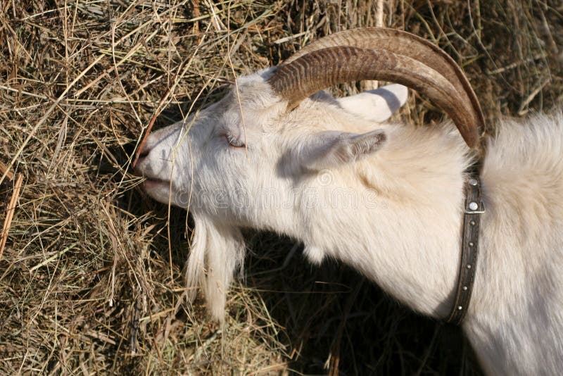 White Goat Eating Hay from the Stack Stock Photo - Image of nature ...