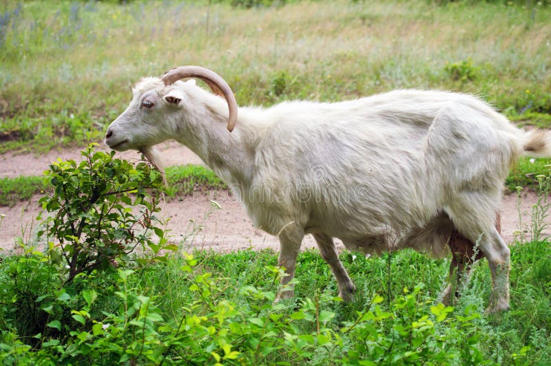 White goat stock photo. Image of county, young, nature - 56210750