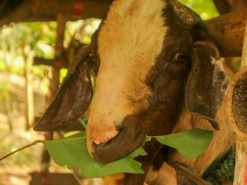 White Goat is Eating Leaves Stock Photo - Image of bovine, livestock ...