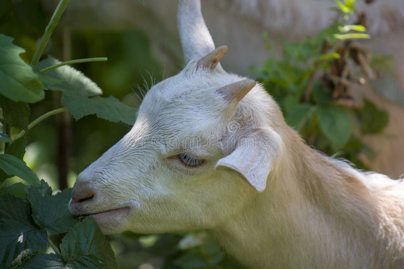 White Goat Eats Leaves on a Branch, Funny Head, Close-up Stock Photo ...