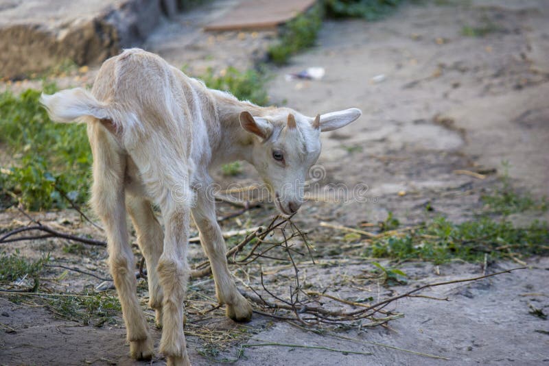 White Goat Eats Leaves on a Branch, Funny Head, Close-up Stock Image ...