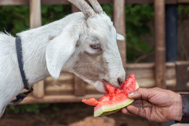 A White Goat Eats a Watermelon Stock Image - Image of outdoors, healthy ...