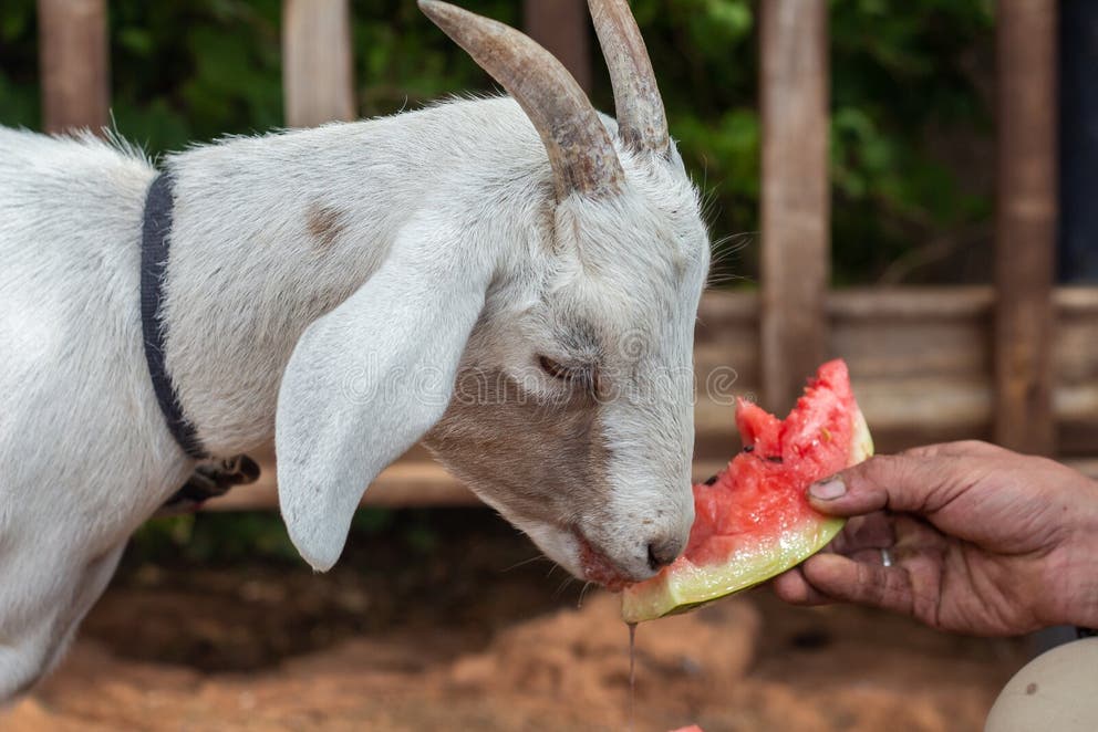 A White Goat Eats a Watermelon Stock Photo - Image of animal, cute ...