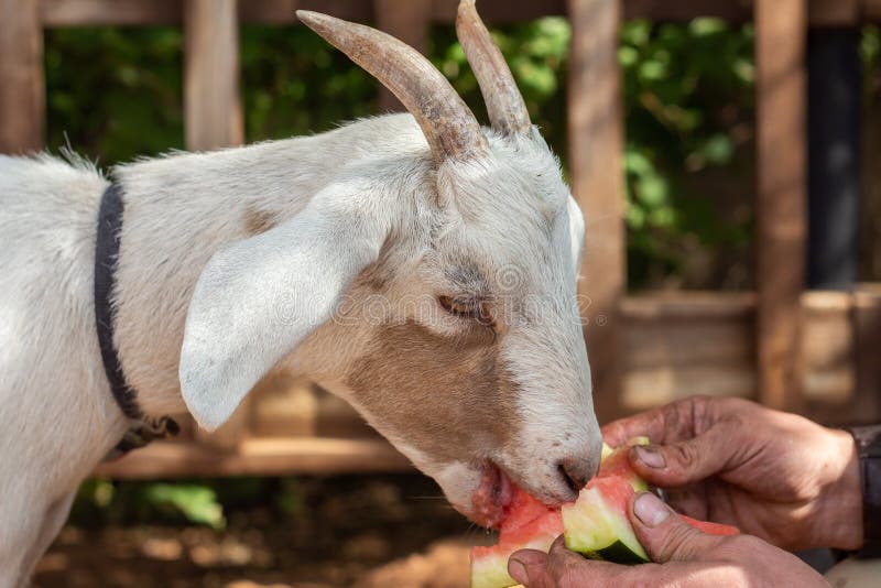 A White Goat Eats a Watermelon Stock Image - Image of funny, head ...