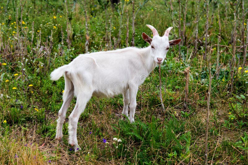 White goat. stock photo. Image of black, barn, farm, offspring - 50228826