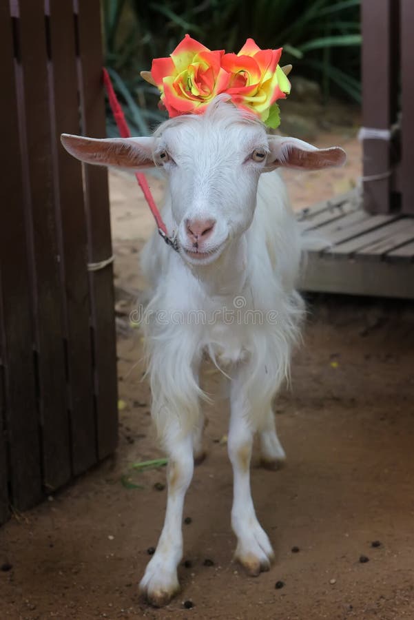 Goat with Flowers on the Horns Stock Image - Image of landscape, horned ...