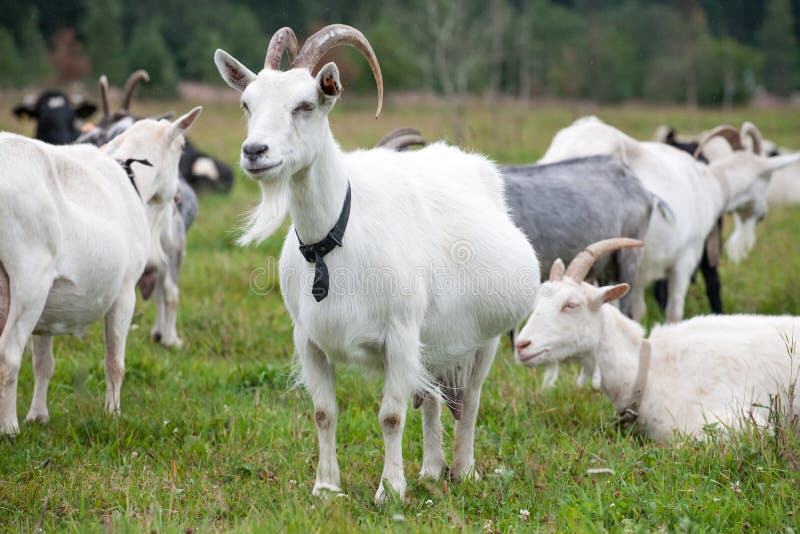 White Goat Full-size Closeup Side View Stock Photo - Image of face ...
