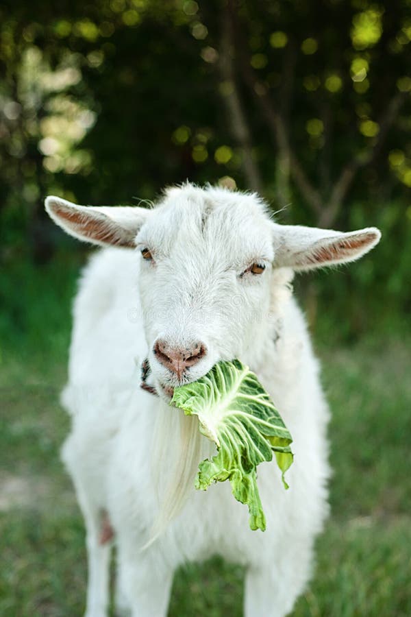 17,309 Funny Goat Photos - Free & Royalty-Free Stock Photos from Dreamstime
