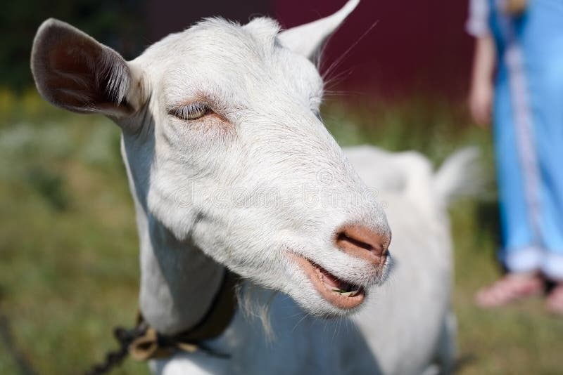 The russian white goat stock photo. Image of used, leather - 142252356