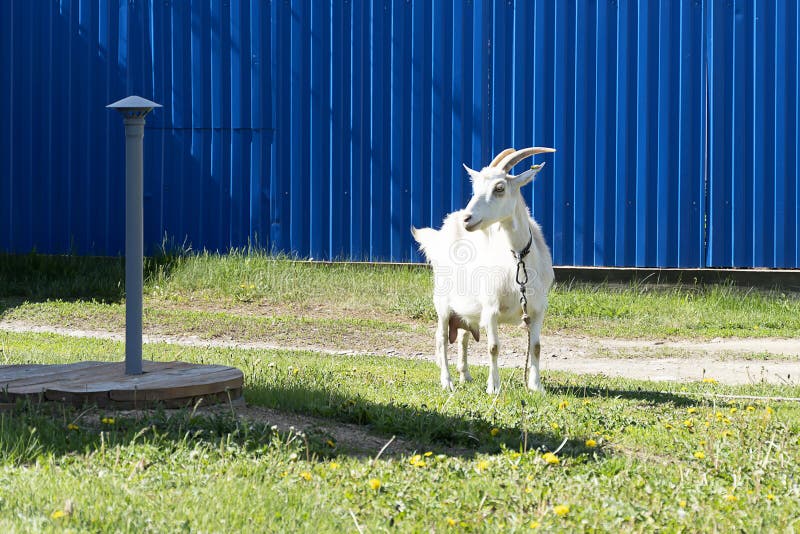 Goat Escaping Stock Photos - Free & Royalty-Free Stock Photos from ...