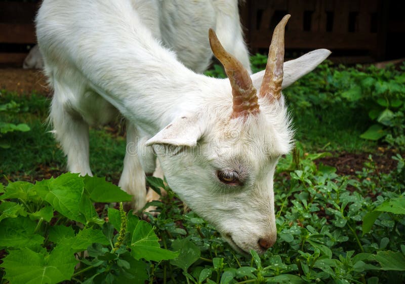 White goat stock image. Image of white, argentina, green - 88484083