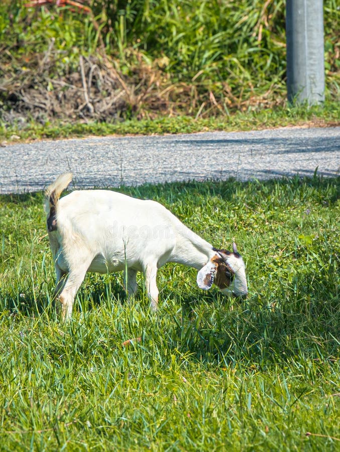 A White Goat Grazing on Green Grass. Stock Image - Image of mammal ...