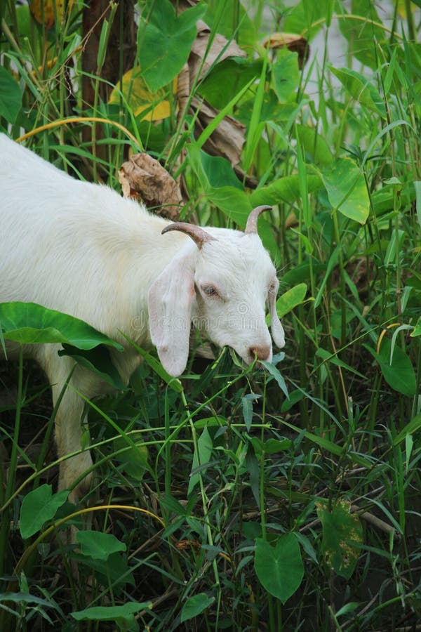 A White Goat Walking through the Tall Grass with Its Head in Some ...