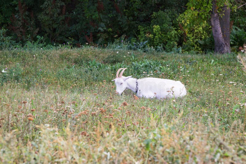 White goat green glade stock photo. Image of copy, grass - 240179310