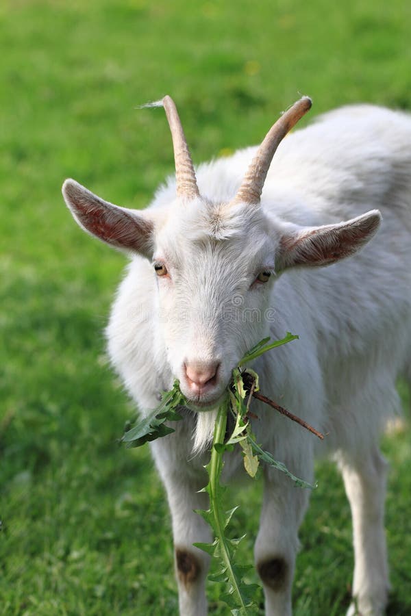 White Goat in the Green Grass Stock Image - Image of grass, rural: 70199285