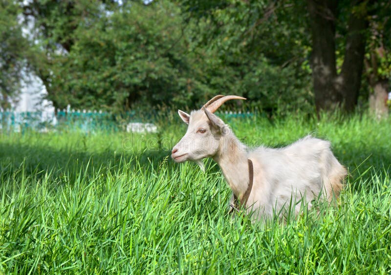 White Goat in Green Grass on Meadow in Summer Stock Image - Image of ...