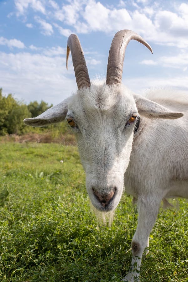 Goat on grass stock image. Image of animal, country - 155100307
