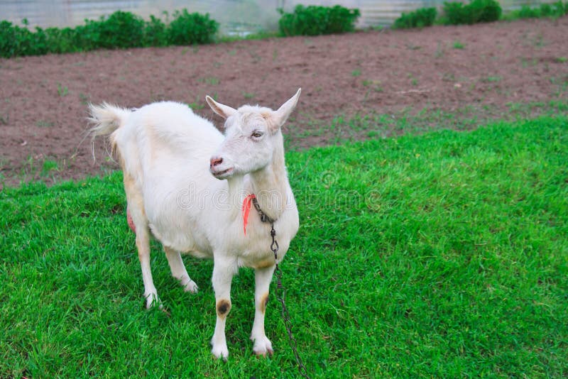 White Goat on Green Grass in the Village in Springtime Stock Photo ...