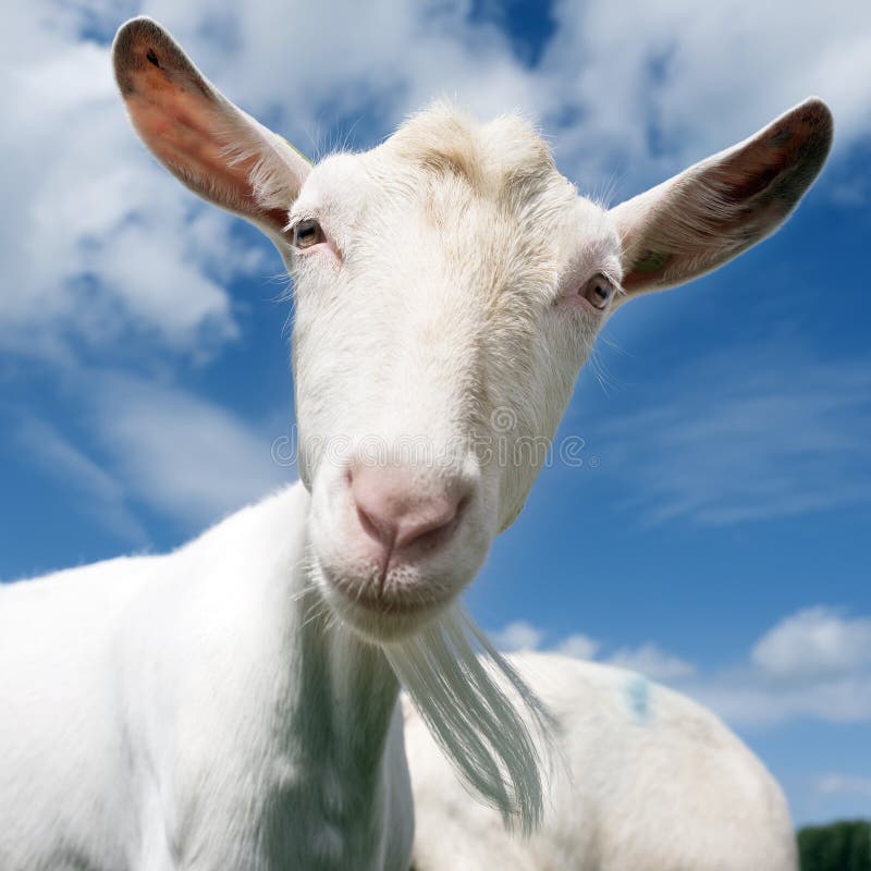 White Goat Head Against Blue Sky Stock Image - Image of happy, young ...