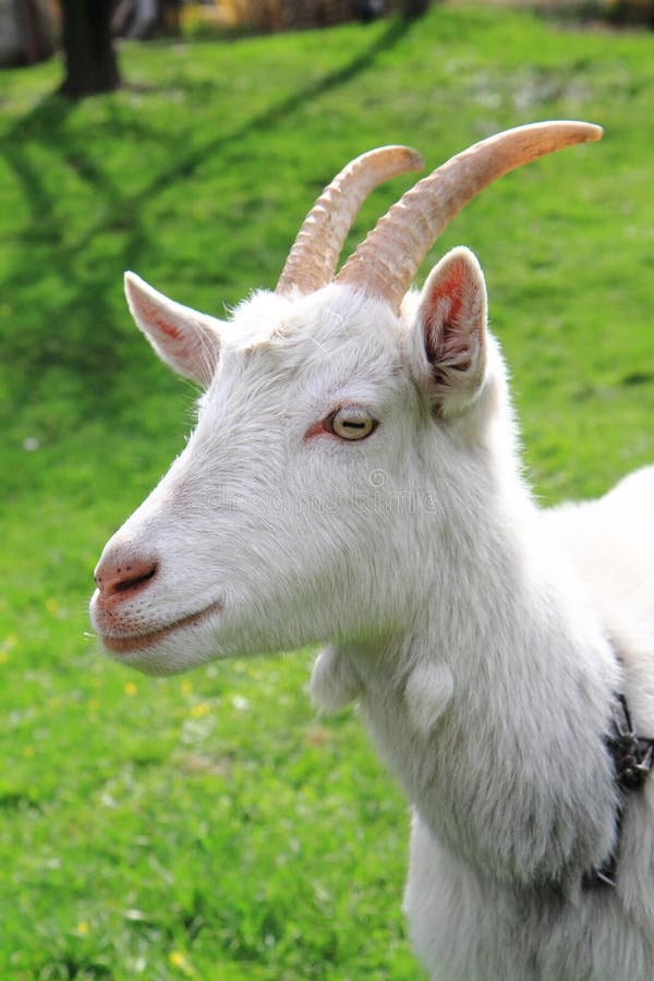 White goat head stock image. Image of farming, mammal - 70453715