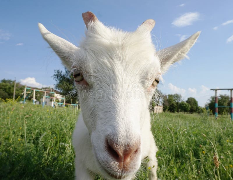 White goat head head stock photo. Image of animal, livestock - 75418416