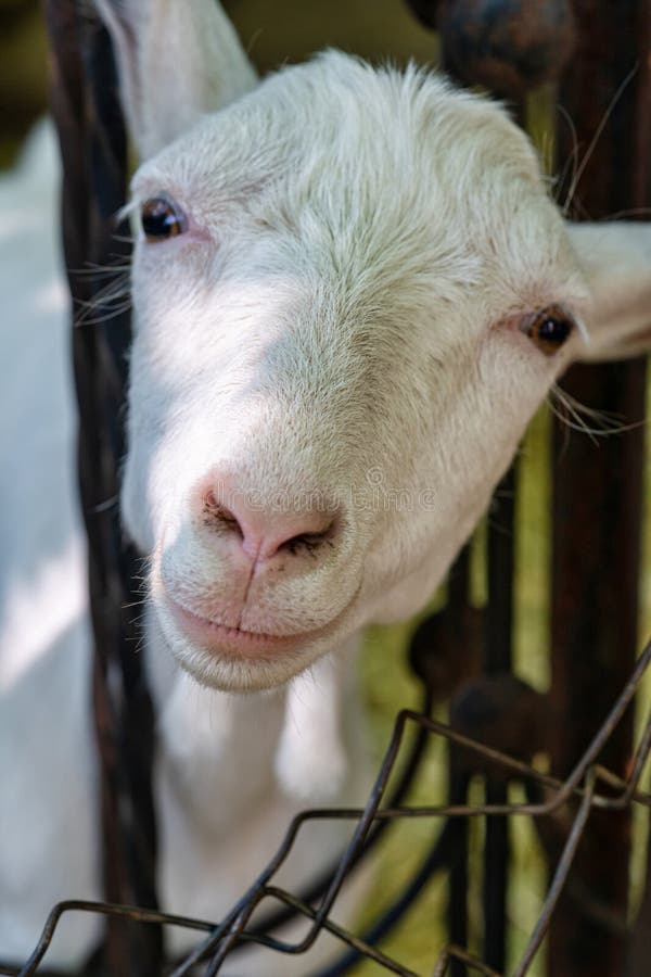 Cow with a goat head stock image. Image of cattle, healthy - 218848281