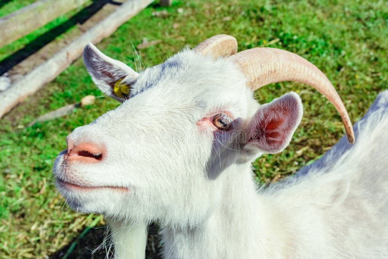 White goat with horn stock photo. Image of country, lamb - 122527042